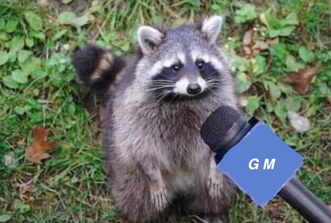 An Interview With a Raccoon – Gaucho Marks